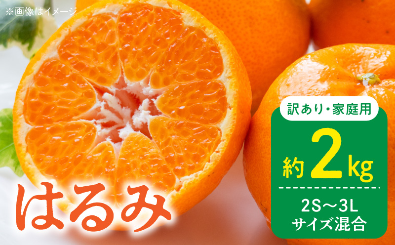 DZ6219_【2026年先行予約】訳あり 家庭用 はるみ 和歌山 有田 2S～3Lサイズ混合 約2kg（和歌山県有田郡湯浅町） | ふるさと納税サイト「ふるさとプレミアム」