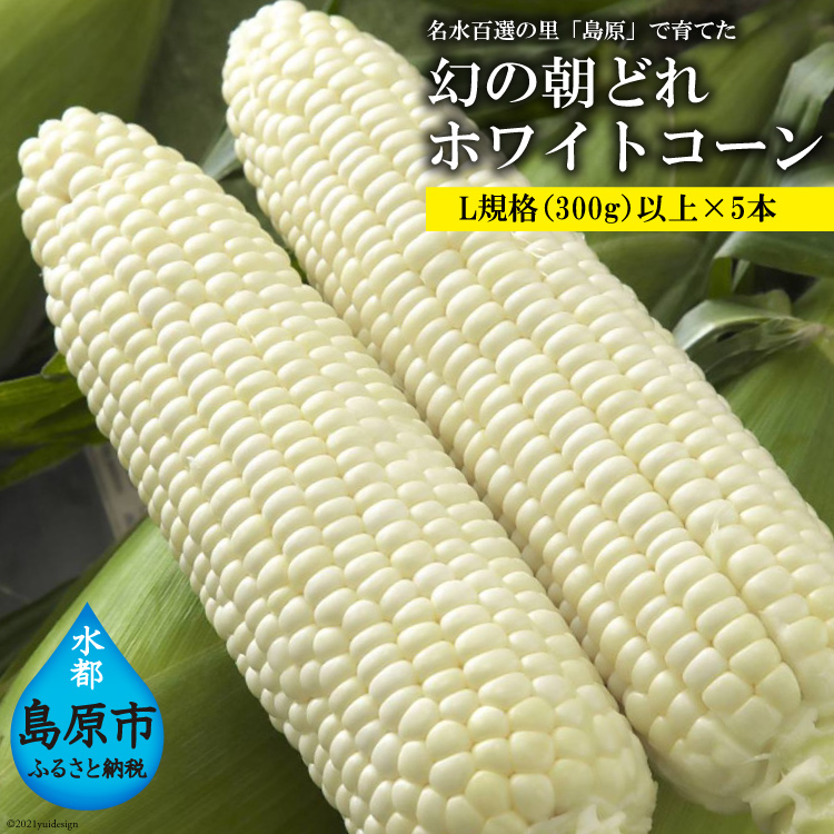 BE278 6月中旬から出荷！「幻の朝どれホワイトコーン！」 Lサイズ以上×5本 ～名水百選の里 島原産～ / 長崎県島原市 | セゾンのふるさと納税