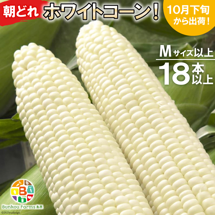 BF112 10月下旬から出荷！「幻の朝どれホワイトコーン！」Mサイズ以上×18本以上【全国的にも珍しい秋季出荷】 / 長崎県島原市 ...
